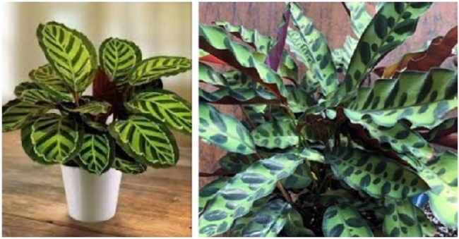 8 Cara Merawat Calathea Agar Subur dan Sehat, Plantmom Perlu Tahu!