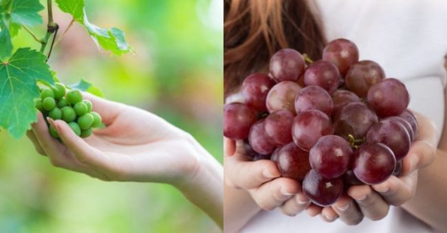 10 Jenis Buah Anggur dari Seluruh Penjuru Dunia yang Perlu Parents Tahu