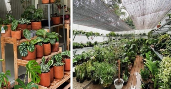 Tempat Beli Tanaman Hias di Jabodetabek, Catat Parents!
