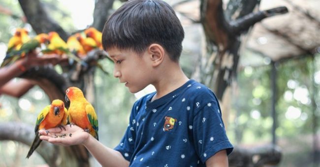 10 Jenis Burung Khas Indonesia Nyaris Punah, Yuk Ajarkan pada Si Kecil!