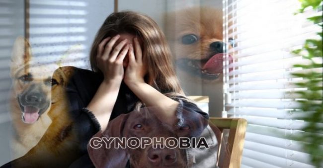 Mengenal Cynophobia: Penyebab, Gejala, dan Cara Mengatasinya
