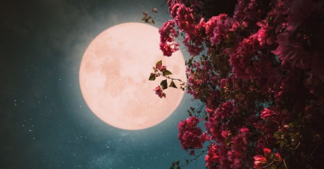 5 Fakta Pink Moon, Bulan Purnama Terbesar Hingga Bulan Paskah