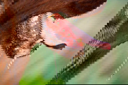 Penyakit Rabies – Penyebab, Gejala, Cara Mengobati