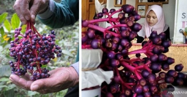 9 Manfaat Buah Parijoto, Bisa Tingkatkan Kesuburan Pasutri