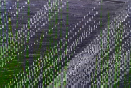 10 Tanaman Air untuk Mempercantik Kolam di Rumah