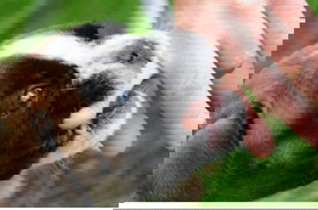 7 Mimpi Digigit Anjing di Berbagai Bagian Tubuh, Cek di sini!