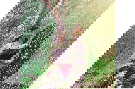 Talawang: Perisai Khas Dayak dengan Ukiran Menawan