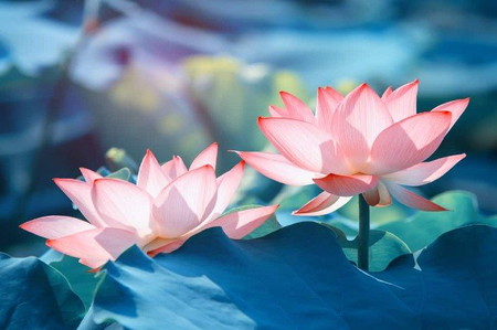 8 Bunga Pembawa Keberuntungan Menurut Feng Shui
