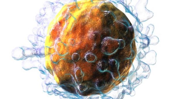 Apa Itu Sel T? Ini Perannya dalam Memerangi Covid-19