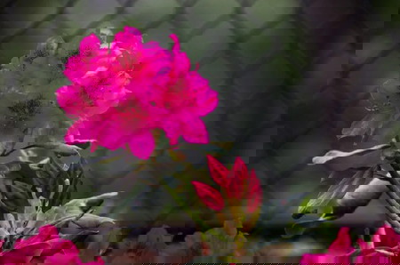 Ini Arti Nama Azalea: Bunga Indah yang Mampu Hidup di Mana Pun