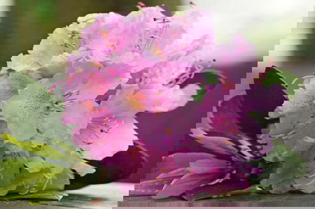 Bunga Azalea Klasifikasi, Arti, Ciri Ciri, Dan Jenis, 57% OFF