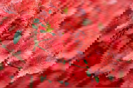 Arti Nama Azalea, Bunga Indah yang Mampu Hidup di Mana Saja