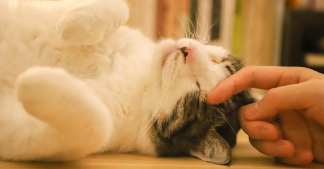 5 Perilaku Induk Kucing Setelah Melahirkan yang Wajib Diperhatikan
