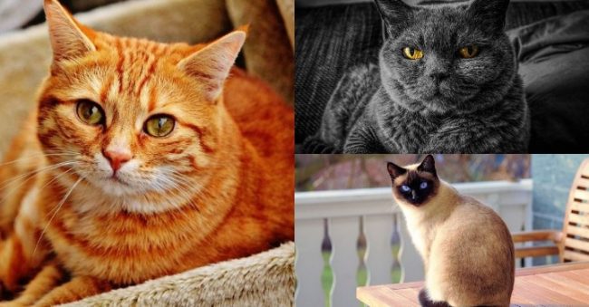 32 Jenis Kucing Peliharaan Populer & Ciri-Ciri Khas yang Dimilikinya