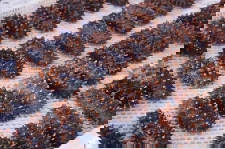 9 Manfaat Teripang atau Timun Laut untuk Kesehatan Tubuh