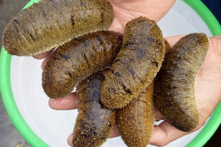 9 Manfaat Teripang atau Timun Laut untuk Kesehatan Tubuh