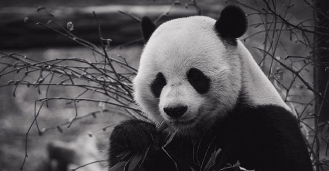 Hewan Omnivora: Pengertian, Ciri, dan Contohnya