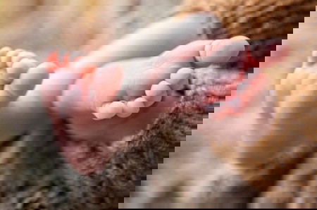 Arti Nama Rafa dalam Berbagai Bahasa serta Ide Rangkaiannya