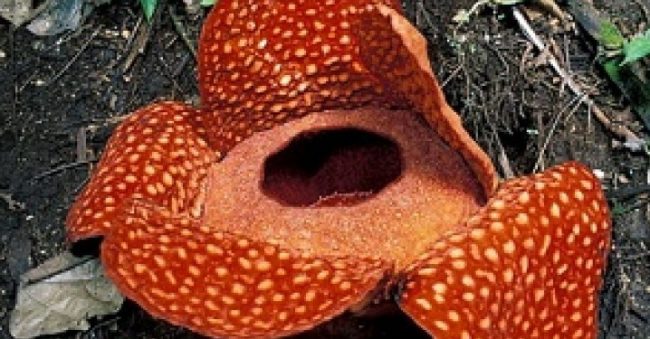 5 Fakta Rafflesia Arnoldii, Bunga Langka yang Terancam Punah