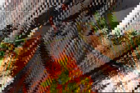 Nasi Jaha, Kuliner Khas Manado yang Unik dan Menggugah Selera