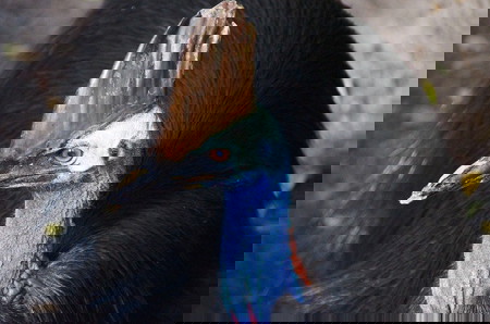 Burung Kasuari, Si Cantik yang Punya Kemampuan Membunuh