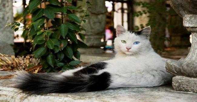Kucing Anggora - Jenis, Ciri-Ciri, Harga dan Cara Merawatnya