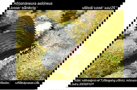 11 Kupu-Kupu Terbesar di Dunia, Beberapa Ada di Indonesia