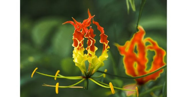 8 Bunga Paling Langka di Dunia yang Terancam Punah