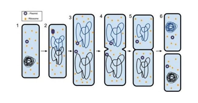 Pembelahan Sel: Pengertian, Jenis, Fungsi, dan Tahapannya