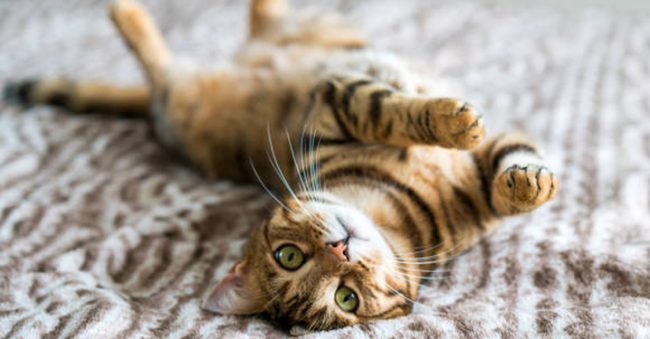 Mengapa Perut Kucing Buncit? Begini Penjelasannya!