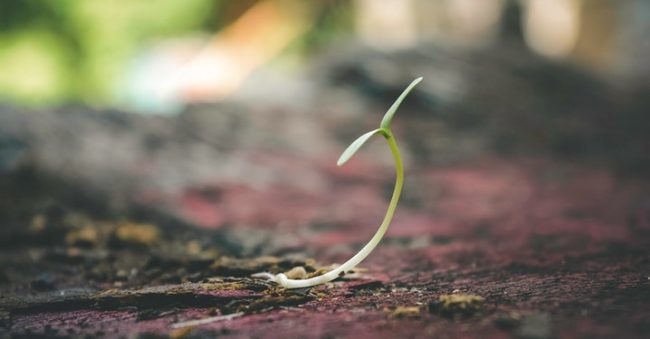 3 Jenis Sistem Gerak pada Tumbuhan dan Penjelasannya