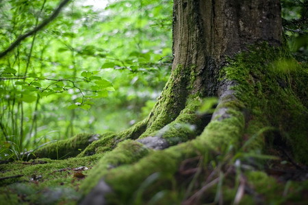 Perbedaan Suaka margasatwa, Cagar Alam, dan Taman Nasional