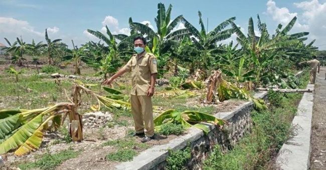 Buntut 'Salam dari Binjai', Sekumpulan Bocah Merusak Pohon Milik Warga