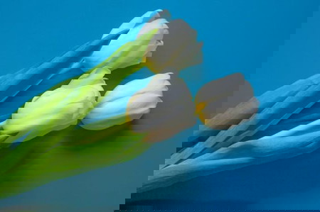 11 Fakta Menarik Bunga Tulip, Aslinya Tidak Berasal dari Belanda