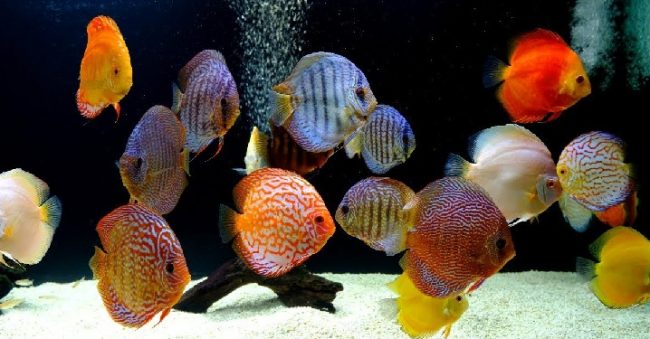 7 Cara Tepat Merawat Ikan Discus dan Jenis-Jenisnya