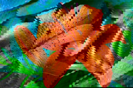 10 Jenis Bunga Lili untuk Menghias Kebun yang Harum dan Indah