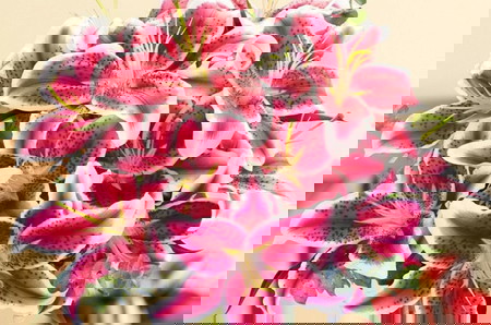 10 Jenis Bunga Lili untuk Menghias Kebun yang Harum dan Indah