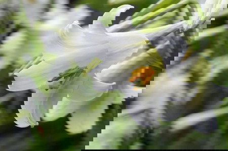 10 Jenis Bunga Lili untuk Menghias Kebun yang Harum dan Indah