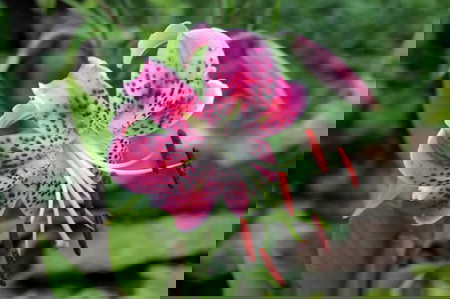 10 Jenis Bunga Lili untuk Menghias Kebun yang Harum dan Indah