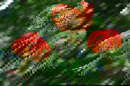 10 Jenis Bunga Lili untuk Menghias Kebun yang Harum dan Indah