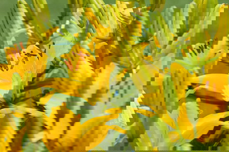 10 Jenis Bunga Lili untuk Menghias Kebun yang Harum dan Indah