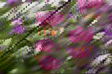 10 Jenis Bunga Lili untuk Menghias Kebun yang Harum dan Indah