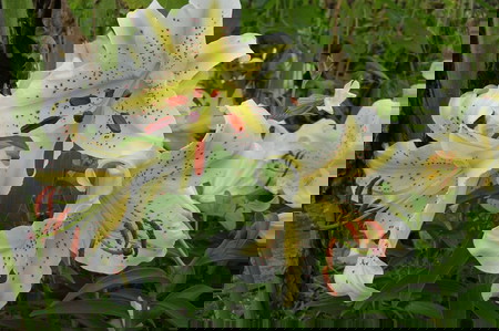 10 Jenis Bunga Lili untuk Menghias Kebun yang Harum dan Indah