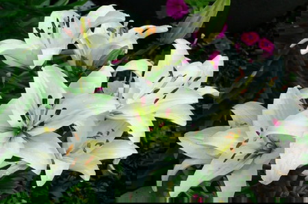 10 Jenis Bunga Lili untuk Menghias Kebun yang Harum dan Indah