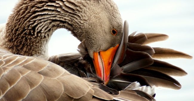 Duck Syndrome - Definisi, Gejala, dan Cara Mengatasi