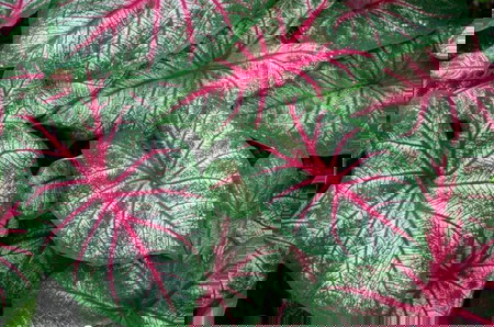 6 Tanaman Langka dan Mahal di Indonesia, Ada yang Sampai 100 Juta!