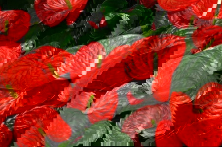 6 Tanaman Langka dan Mahal di Indonesia, Ada yang Sampai 100 Juta!