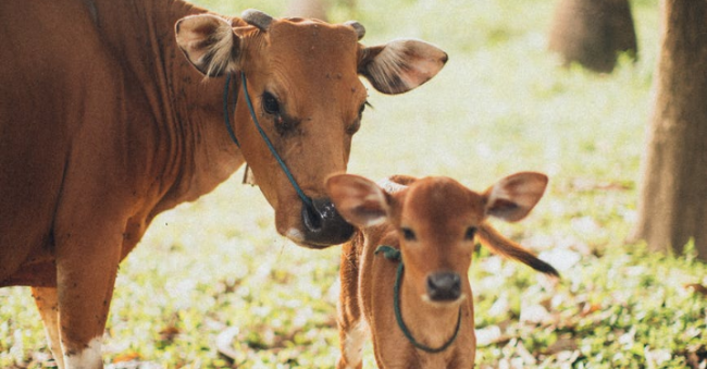 3 Siklus Daur Hidup Sapi dari Lahir Hingga Dewasa