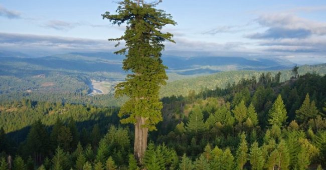 10 Pohon Tertinggi di Dunia, Ada yang Melebihi Patung Liberty