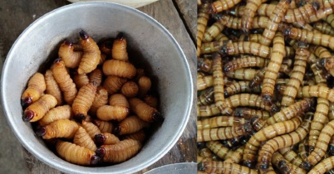 Viral Belatung di Vagina, Ini 5 Fakta Binatang yang Identik dengan Bangkai